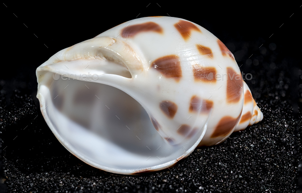 Babylonia Areolata shell on a black sand background Stock Photo by ...