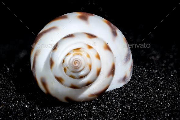 Babylonia Areolata shell on a black sand background Stock Photo by ...