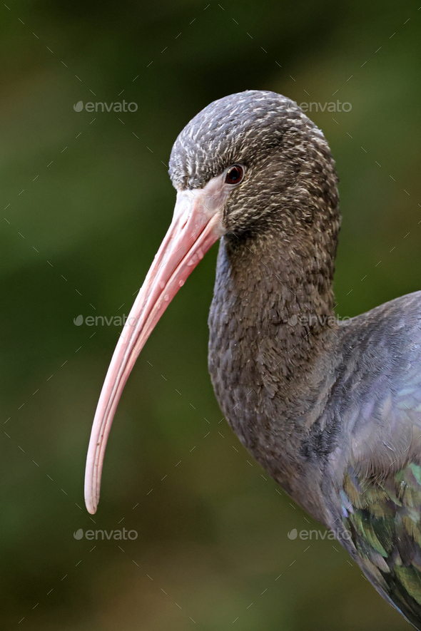 The Puna ibis (Plegadis ridgwayi) bird Stock Photo by Edwin-Butter