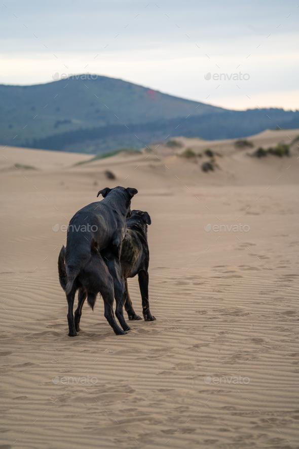 Vertical shot of two black dogs mating on a sandy desert Stock Photo by ...