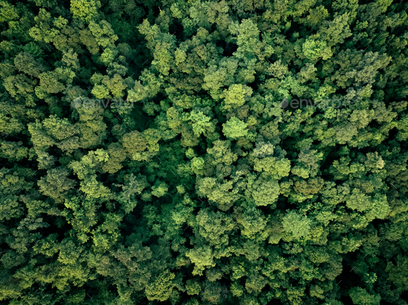 Aerial top view of green trees in forest. Drone view of dense green ...