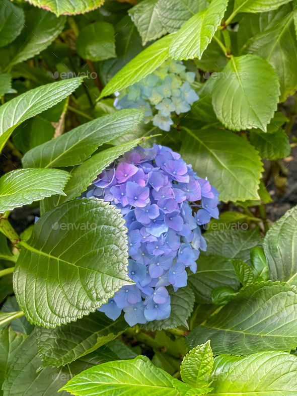 Hydrangea flower of blue-violet color. Bud close-up. Garden plant ...