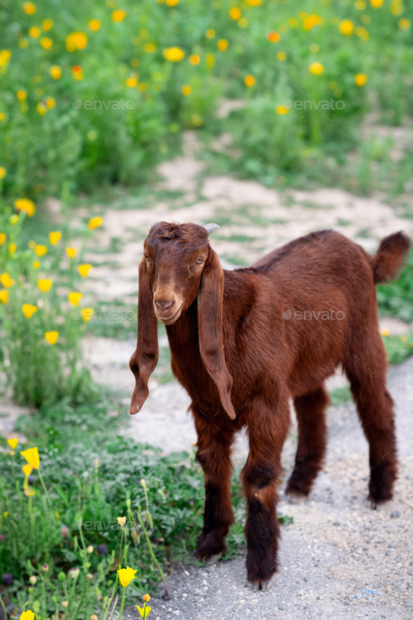 A young little goat of the Damascus goat breed. Cute brown Shami ...
