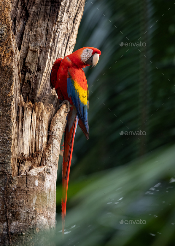 Scarlet Macaw in the Rainforest of Costa Rica Stock Photo by ...