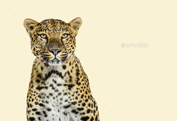 Head shot, portrait of a Spotted leopard facing at the camera on a ...