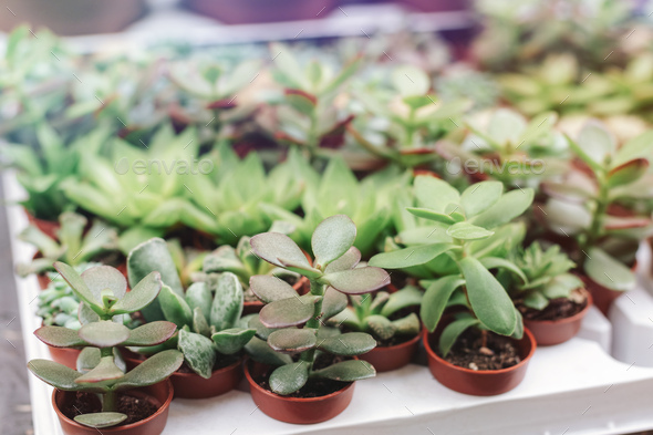 Different cacti and succulents in pots, closeup Stock Photo by kira1232677