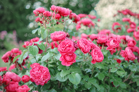 Bushes of blooming bright pink roses in the garden. Stock Photo by TaniaJoy