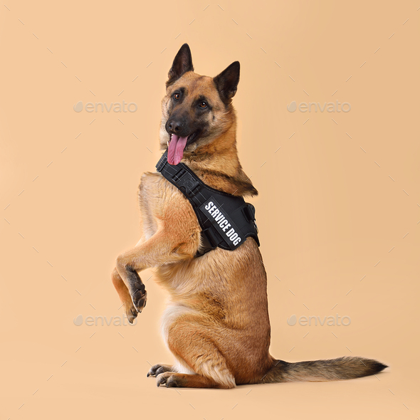 Service Dog Standing up Stock Photo by eAlisa | PhotoDune