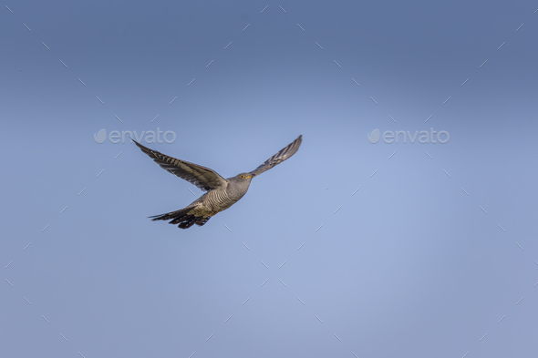Common cuckoo flying in the blue sky, Cuculus canorus Stock Photo by ...