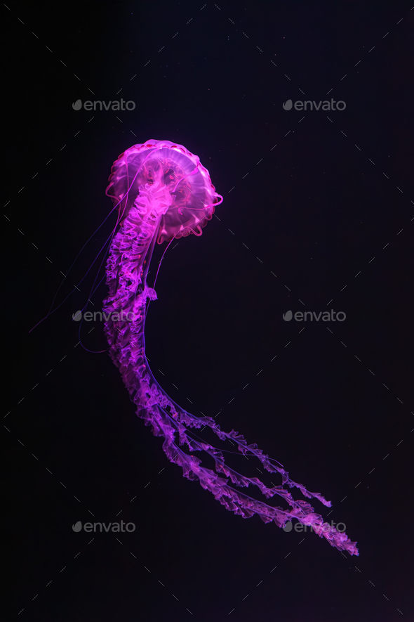 Purple Striped Jellyfish, Chrysaora Colorata Swimming In Dark Water Of ...