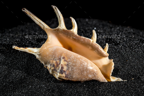 Spider conch shell on a black sand background Stock Photo by Multipedia