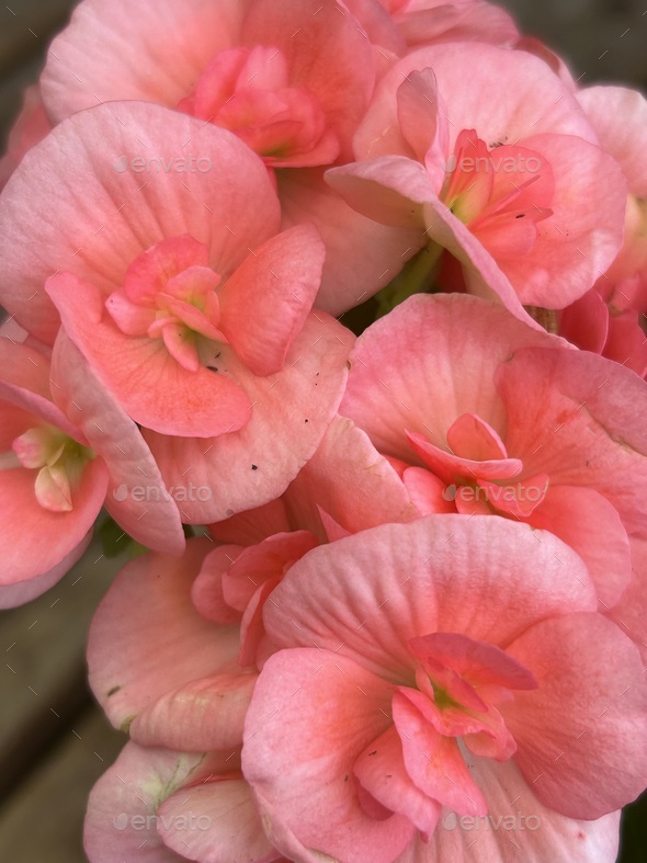 Pink Hydrangeas full frame Stock Photo by melpaul199 | PhotoDune
