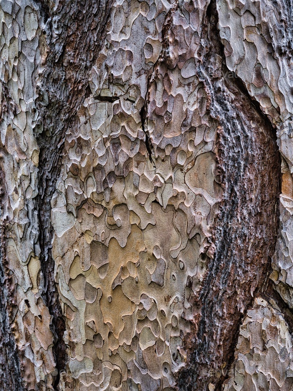 Detail of the structure of brown tree bark, texture, background Stock ...