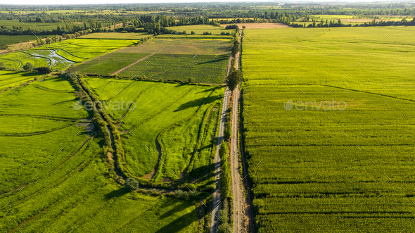 Aerial view of green rice field. Drone shot frome above Stock Photo by ...