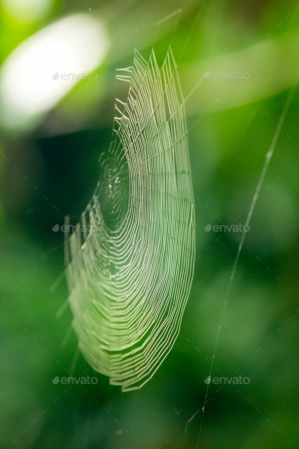Spider webs in nature Stock Photo by puripatt | PhotoDune
