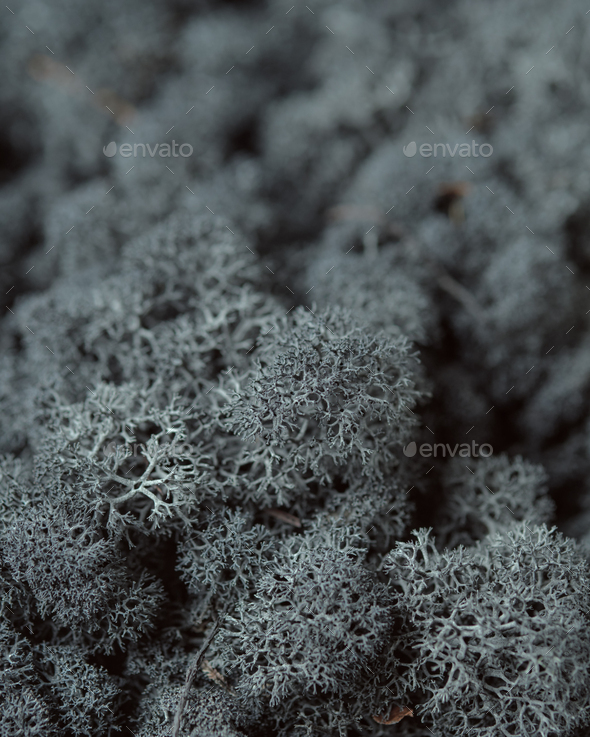 Detailed Reindeer Lichen Close-up. Macrophoto of dark gray Icelandic moss Stock Photo by TaniaJoy