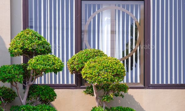 Two bonsai trees in front of glass window on beige cement wall of ...