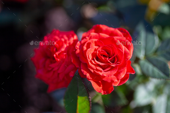 Detail of baby roses grown outdoors. Stock Photo by AntonioGravante
