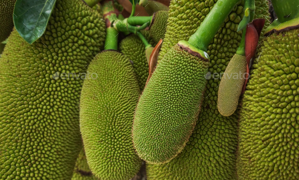 Group of jack fruit gowing in tree Stock Photo by afihermatova | PhotoDune