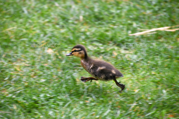 A mallard duck baby duckling running through the grass after getting ...