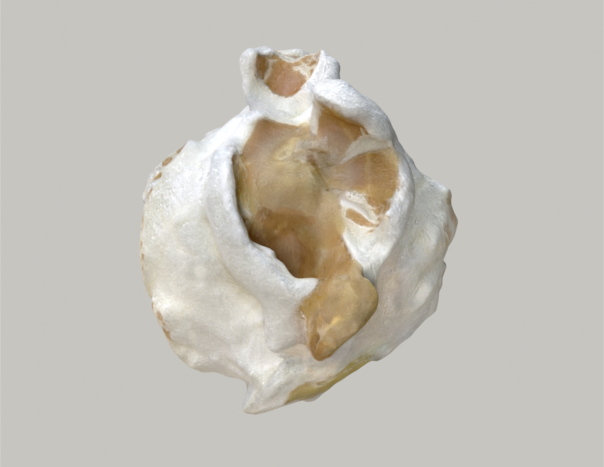 Single Popcorn Kernel by Fusionhorn | 3DOcean