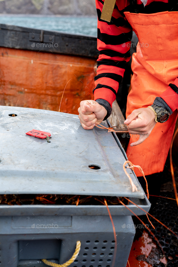 Fisherman using rope to close a full container with lobsters Stock ...