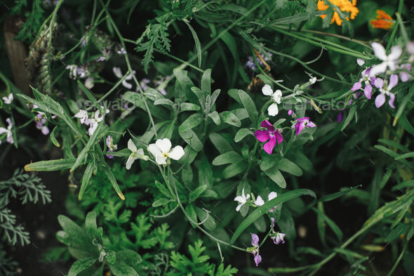 Beautiful matiola blooming in english cottage garden. Close up of pink ...