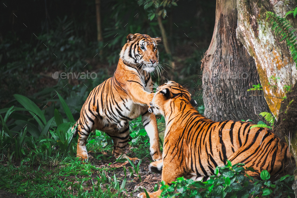 Amazing view from a tigers in among green trees in jungle. They are ...