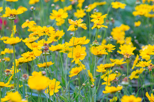 Field Of Yellow Flower Lance Leaved, Coreopsis Lanceolata, Lanceleaf ...