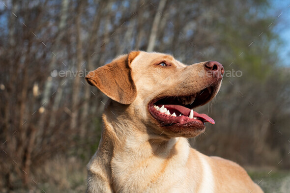 Labrador Retriever gazing upwards with its mouth open and teeth showing ...