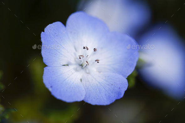 Nemophila Flowers in Full Bloom in Japan Stock Photo by wirestock ...