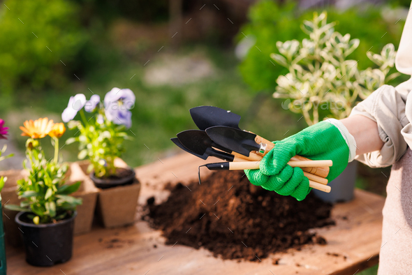 gardener's hand holding a set of gardening tools, gardening concept ...