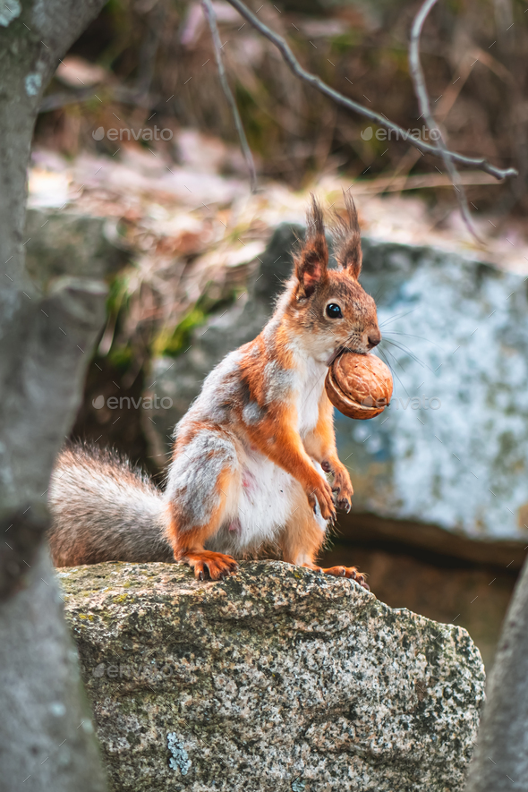 squirrel in the spring in a gray-red fur coat, molting, changing color ...