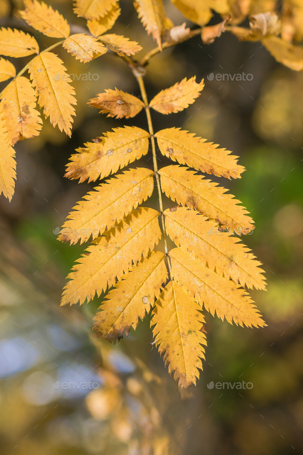 Autumn leaves of mountain ash in sunlight on blurred foliage background ...