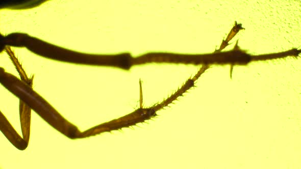 Legs of an Insect , Stock Footage | VideoHive