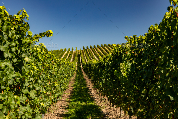 Vineyard. Stock Photo by foto_pstryki | PhotoDune