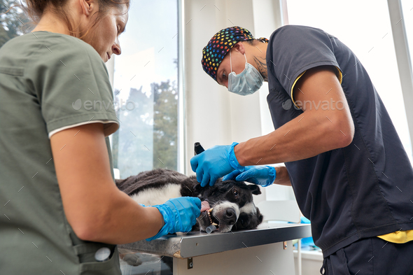Pet operation in operating theatre with surgeon in vet surgery Stock ...