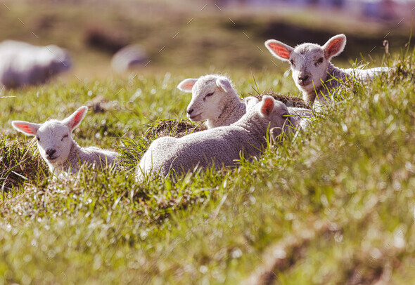 Adorable Newborn: Baby Lamb in Sweet Serenity Stock Photo by wirestock