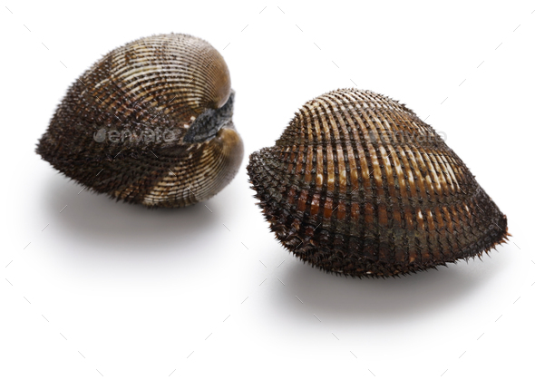 akagai, Japanese red clam Stock Photo by motghnit | PhotoDune