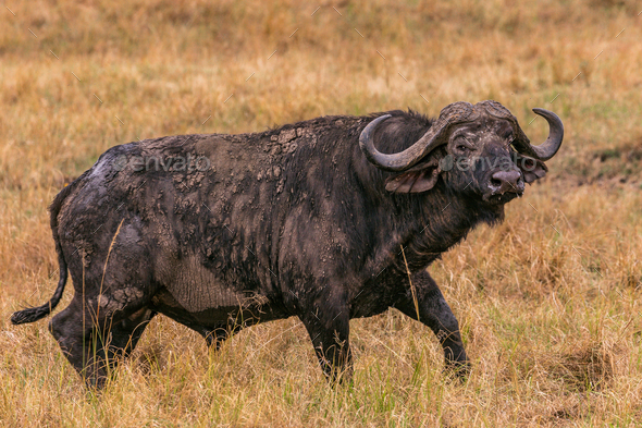 African Buffalo Wildlife Wild Animals Sub Saharan Bovine Kenya East ...