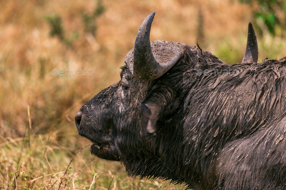 African Buffalo Wildlife Wild Animals Sub Saharan Bovine Kenya East ...