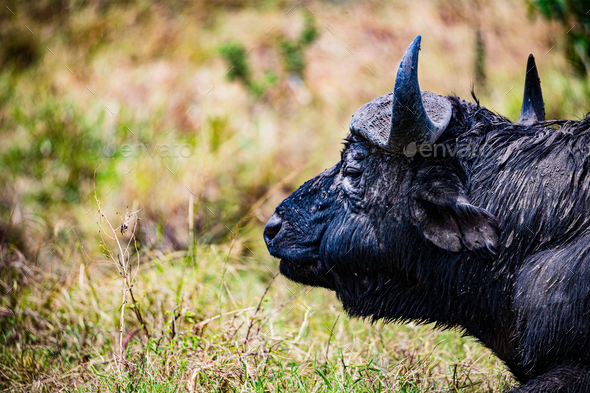 African Buffalo Wildlife Wild Animals Sub Saharan Bovine Kenya East ...