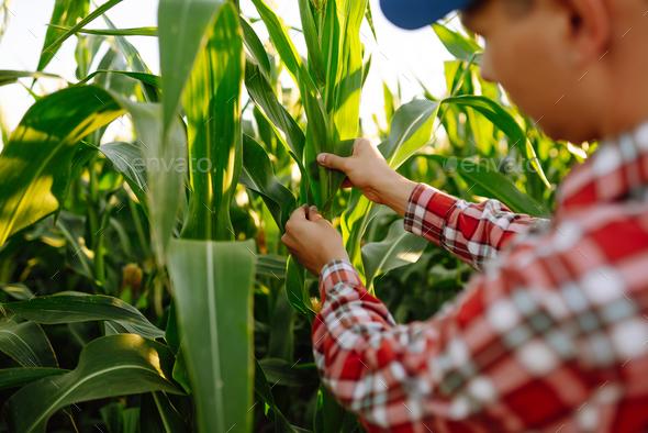 Owner of farm, standing in cornfield, inspects crop. Farmer is watching ...