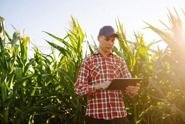 Owner of farm, standing in cornfield, inspects crop. Farmer is watching ...