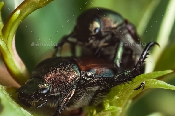 Extreme close up of a pair of mating invasive Japanese Scarab Beetles ...