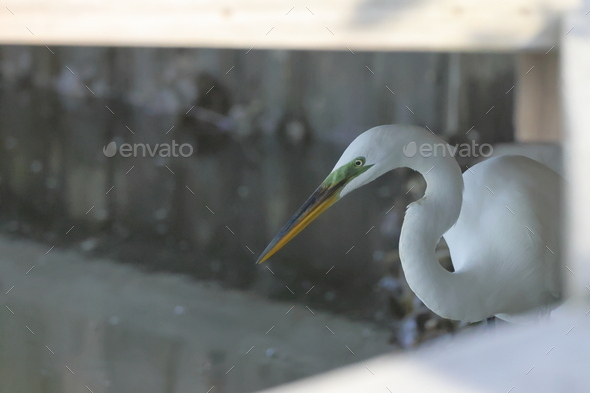 Bird perched on building ledge, pecking Stock Photo by wirestock ...