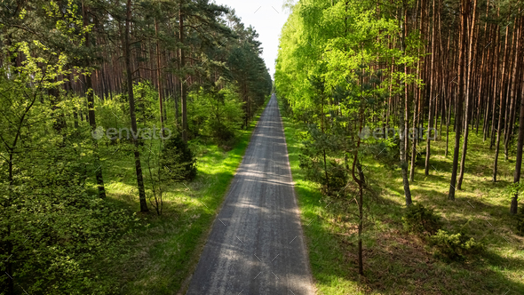 Spring forest and read at sunlight, Poland. Stock Photo by Shaiith