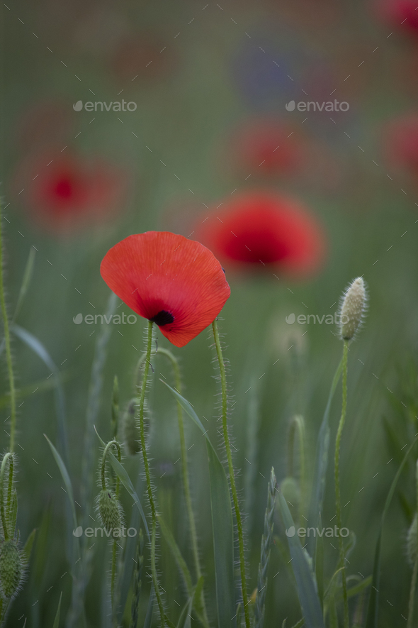 Poppy field, Remembrance day, Memorial Anzac day banner. Stock Photo by ...