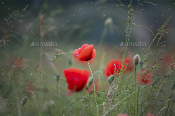 Poppy field, Remembrance day, Memorial Anzac day banner. Stock Photo by ...