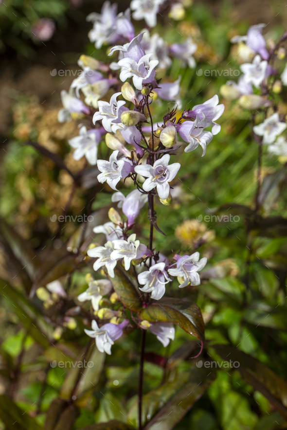 White flowers of Penstemon digitalis in the garden. Stock Photo by ...